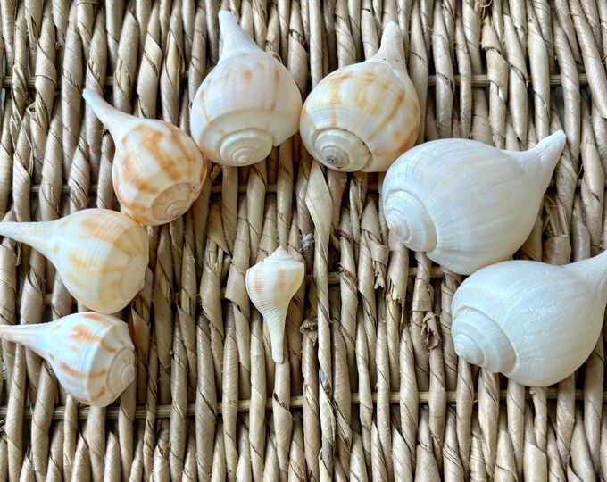 8 Pear Whelk Shells, Sanibel Seashells, Florida Seashells, Craft Shells ...