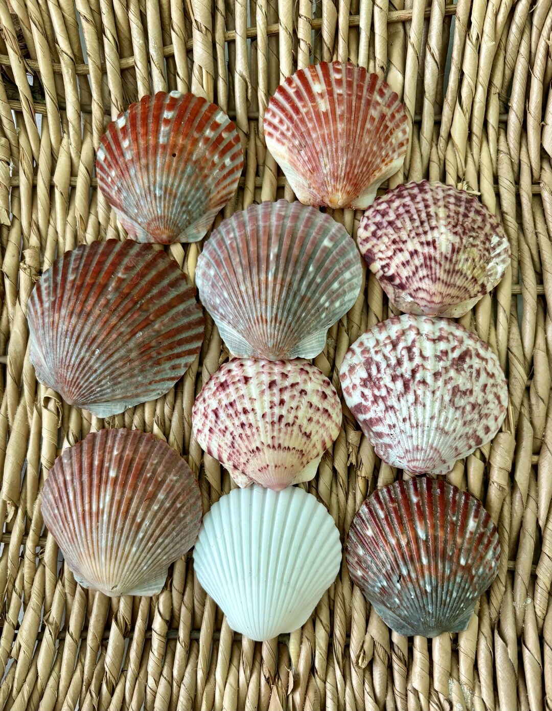 10, 2-2.5 Inch Scallop Shells, Sea Shells, Florida Sea Shells, Sanibel ...