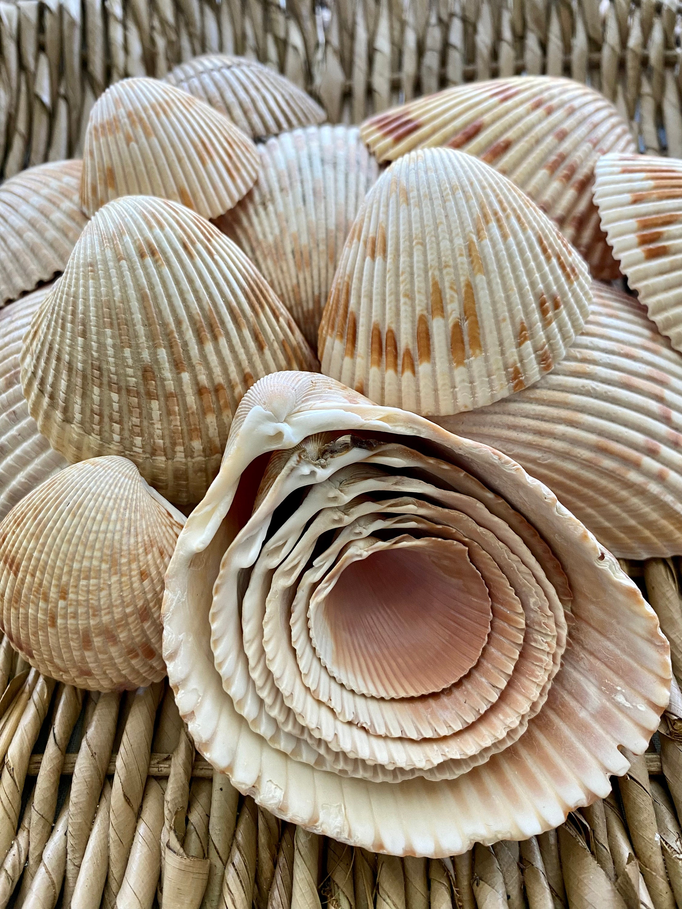 10 Cockle Sea Shells Florida Cockle Sea Shells Sea Shells - Etsy