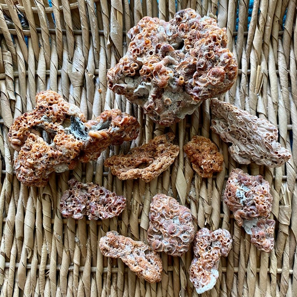 The Rock Worm - Etsy