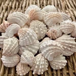 Spiny Jewel Box Sea Shells, Jewel Box Shells, Sanibel Sea Shells ...