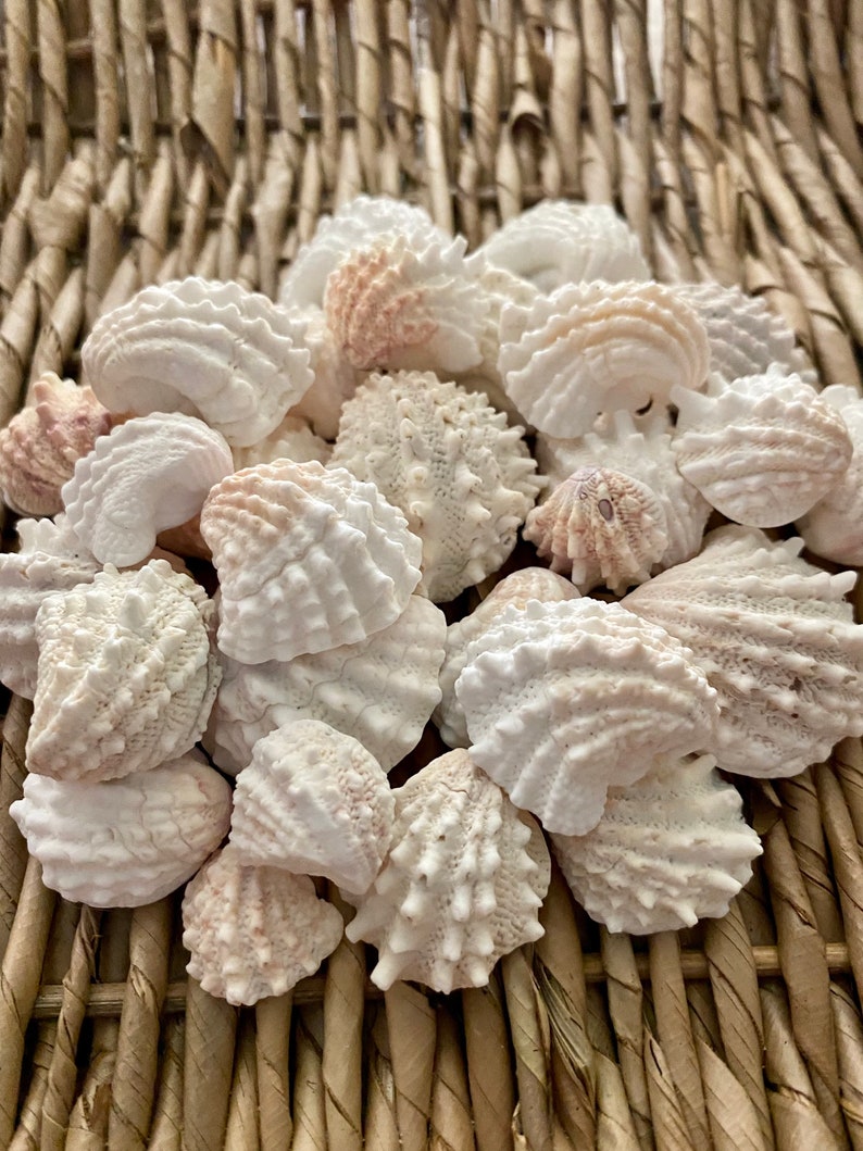 Spiny Jewel Box Sea Shells Jewel Box Shells Sanibel Sea - Etsy