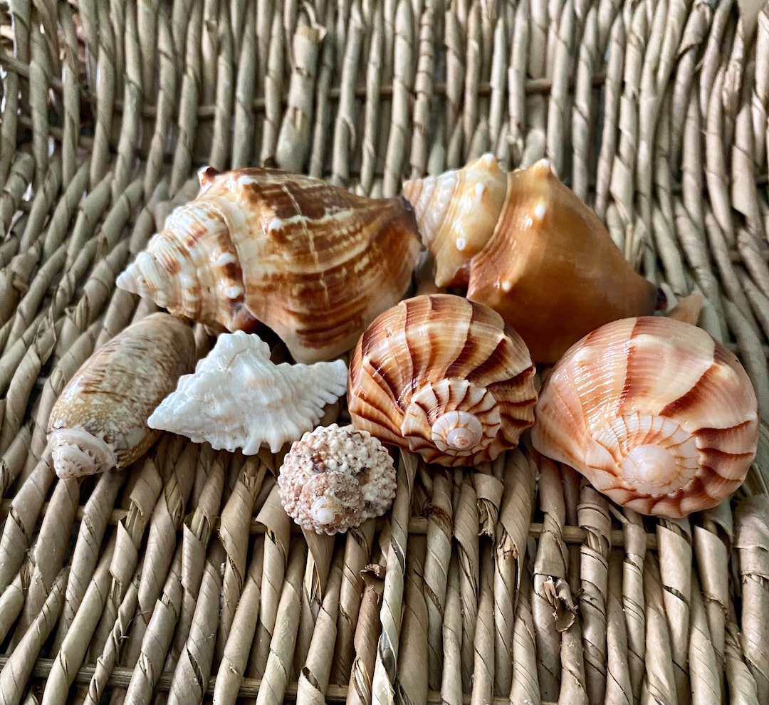 7 SWFL Common Seashells, Sanibel Shells - Etsy
