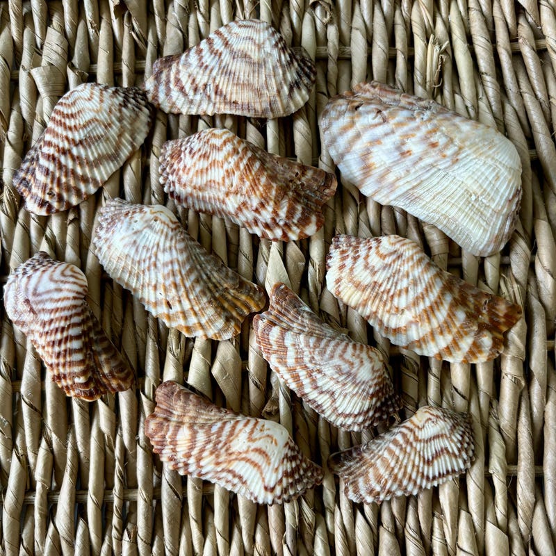 Turkey Wing Shells - Etsy