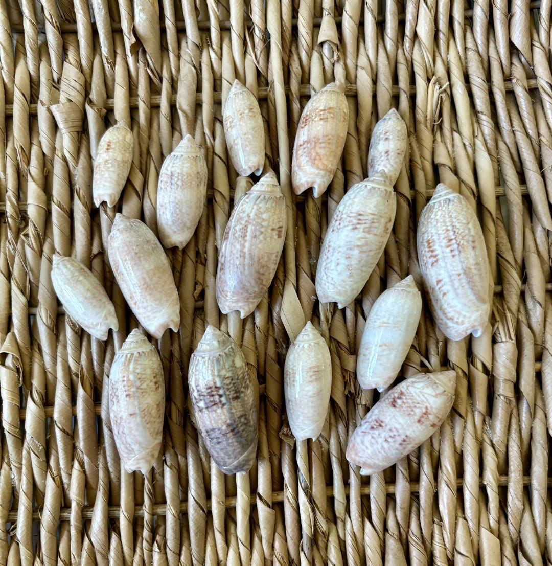 15 Lettered Olive Shells, Sea Shells, Florida Sea Shells, Sanibel Sea ...