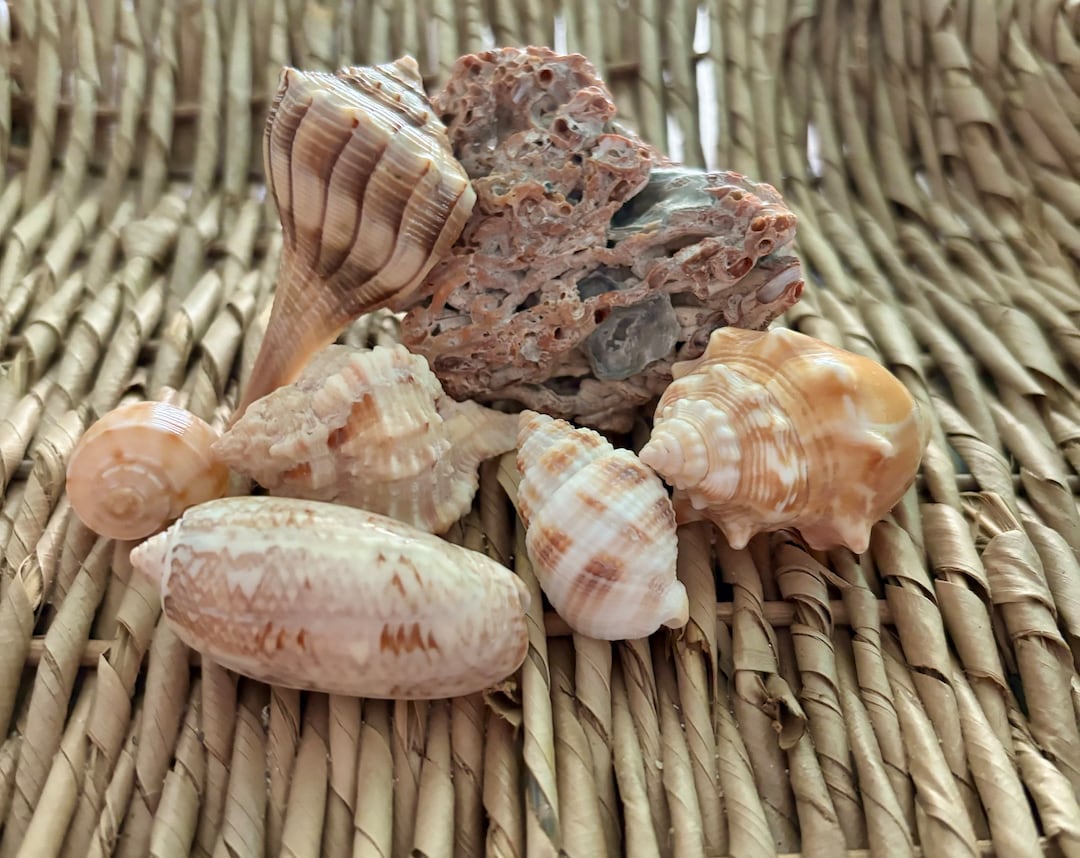 7 SWFL Common Seashells and Worm Rock, Sanibel Shells, Florida Sea ...