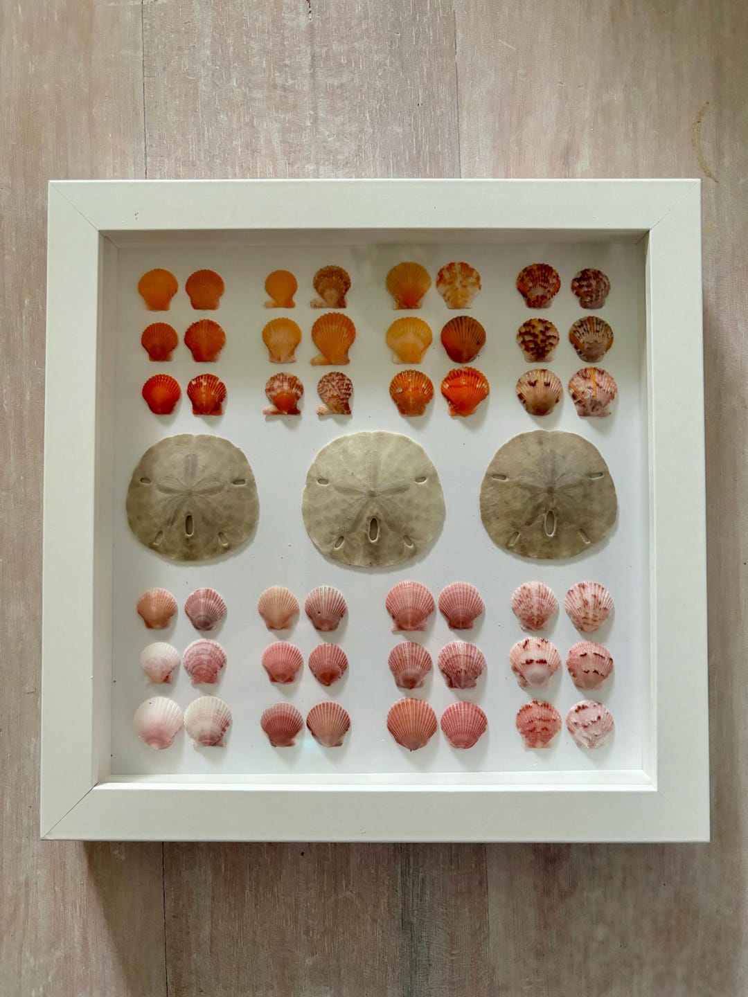 Framed Scallop Shell Art, Shell Art, Sea Shell Art, Sanibel Sea Shell ...