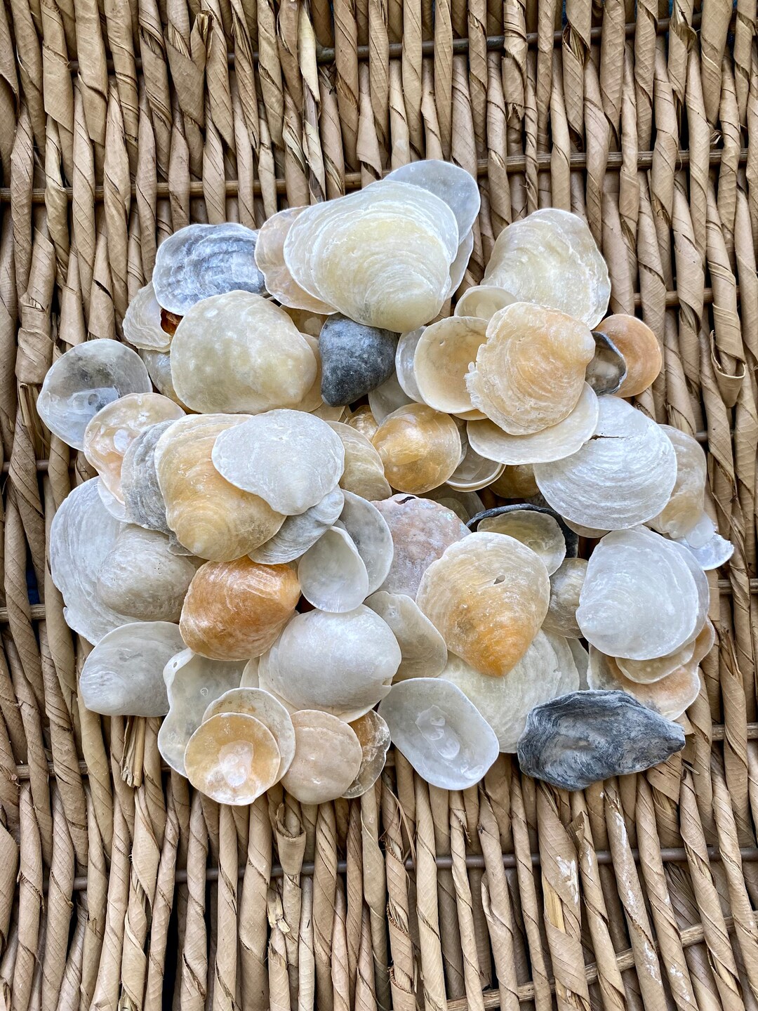 25+ Jingle Shells, Sea Shells, Florida Sea Shells, Sanibel Sea Shells ...