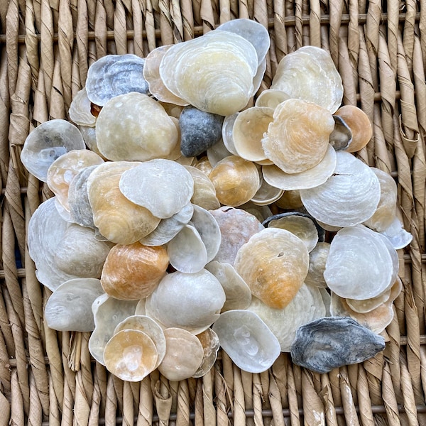 Jingle Shells - Etsy