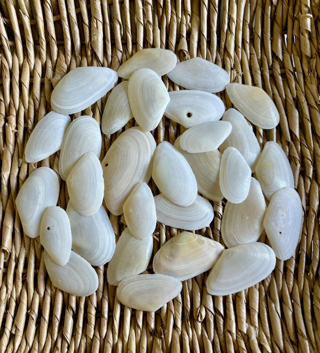 30 Alternate Tellin Shells, Tellin Shells, Sanibel Shells, Florida ...