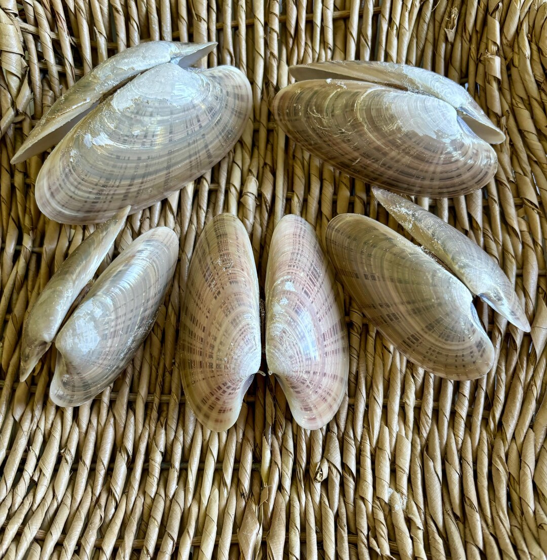 5 Sunray Venus Clam Shell Pairs, Sanibel Shells, Florida Shells, Craft ...