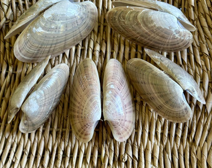 5 Sunray Venus Clam Shell Pairs, Sanibel Shells, Florida Shells, Craft ...