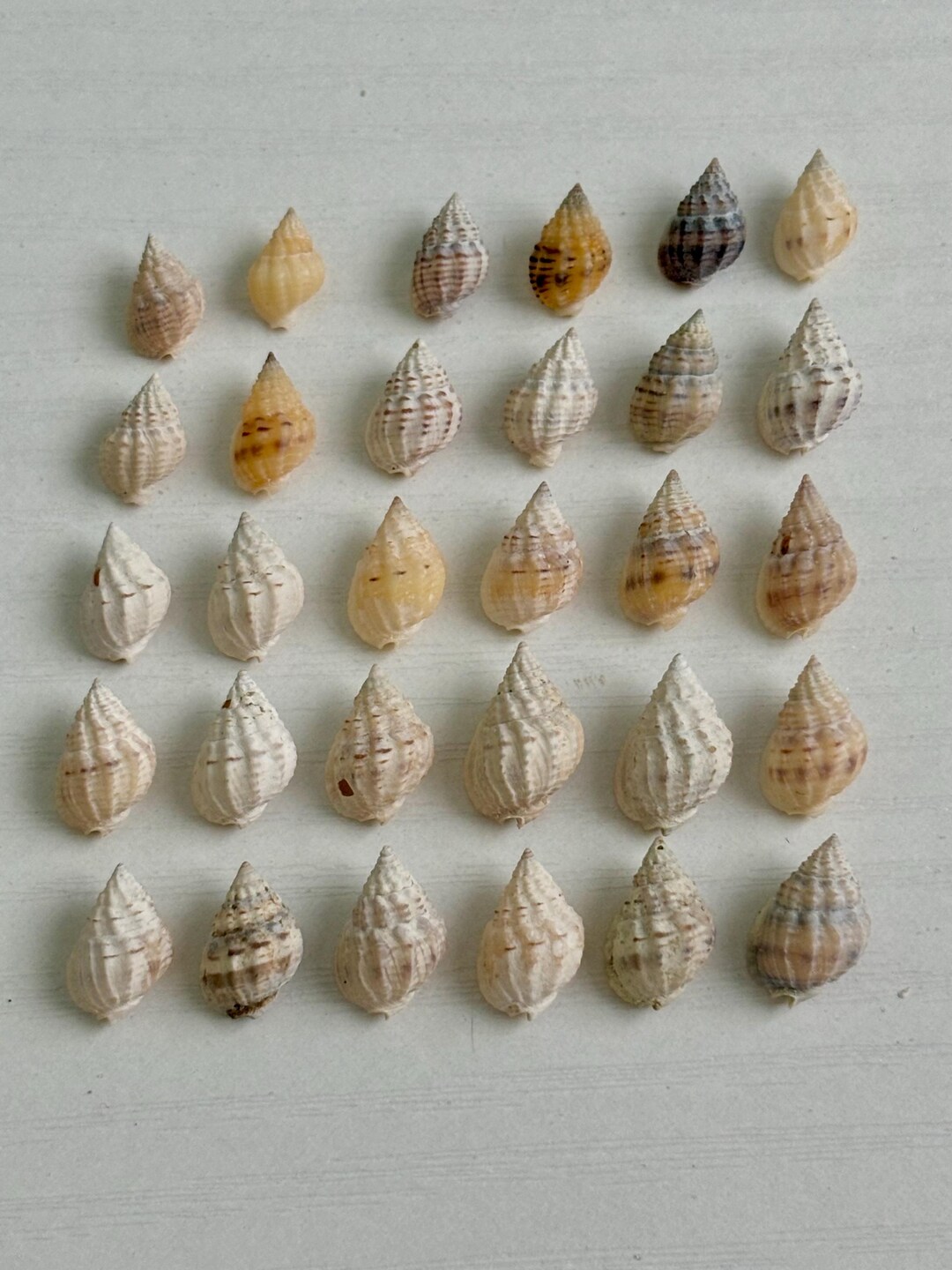 30 Nassa Shells, Sanibel Shells, Florida Sea Shells, Craft Shells - Etsy