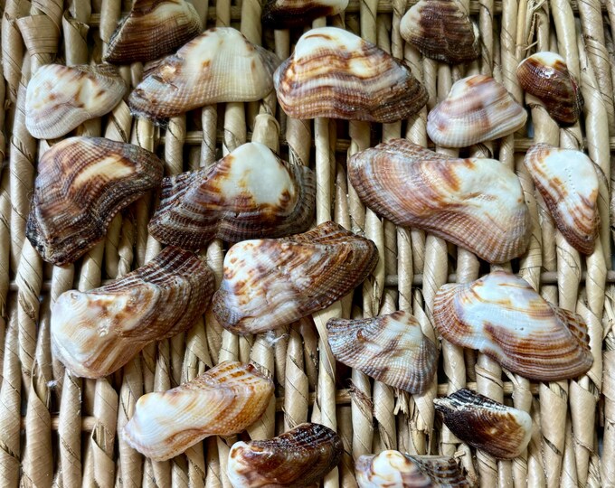 15 Channeled Duckclam Shells, Sea Shells, Florida Sea Shells, Sanibel ...