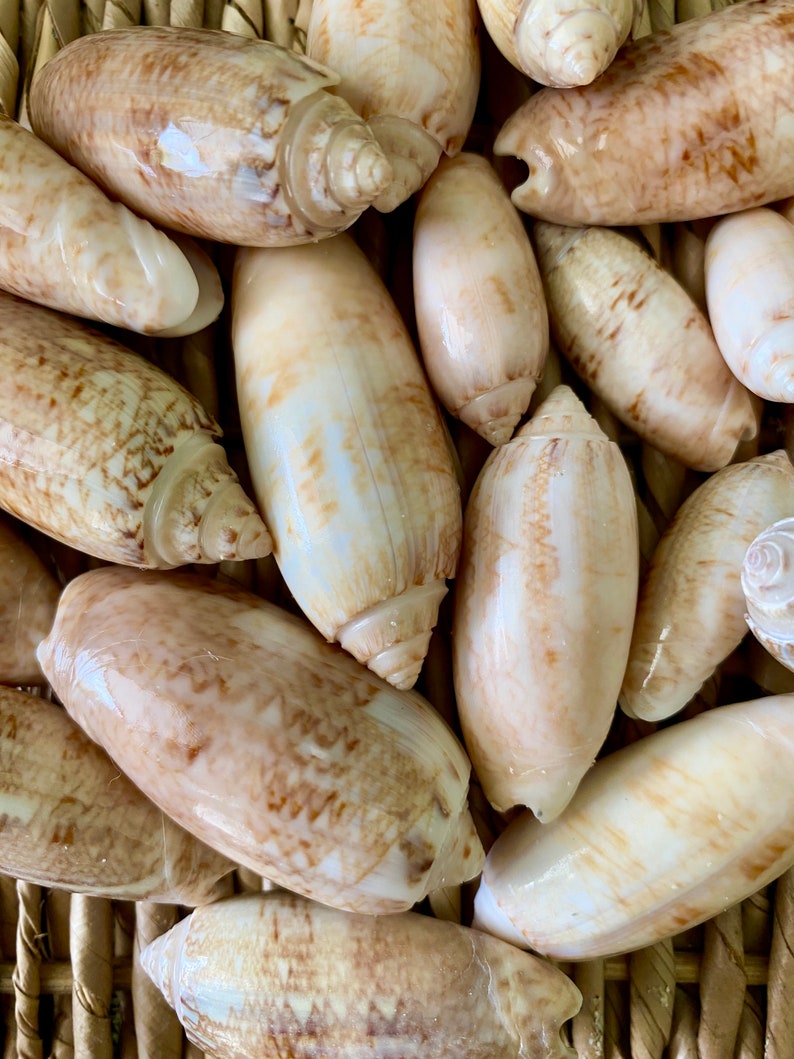 10 Lettered Olive Shells, Sea Shells, Florida Sea Shells, Sanibel Sea ...