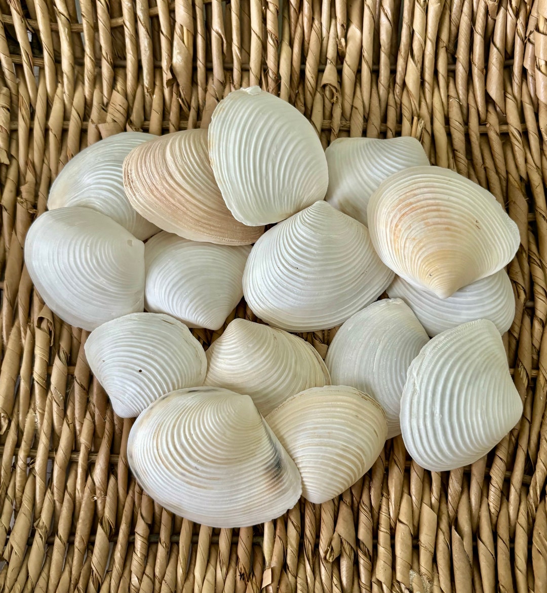 15 Channeled Duckclam Shells, Sea Shells, Florida Sea Shells, Sanibel ...