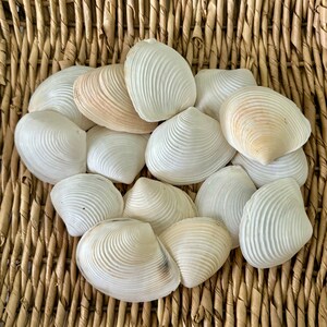 15 Channeled Duckclam Shells, Sea Shells, Florida Sea Shells, Sanibel ...