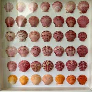 Framed Scallop Shell Art, Shell Art, Sea Shell Art, Sanibel Sea Shell ...