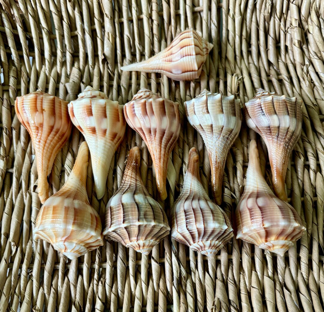 10, 3 - 3.5 Inch Lightning Whelk Shells, Sea Shells, Florida Sea Shells ...