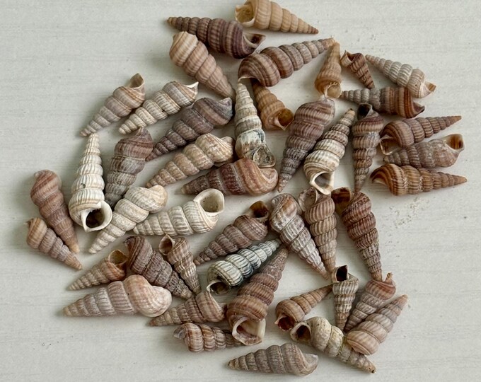 45 Ladder Hornsnail Shells, Sanibel Shells, Florida Seashells, Craft ...