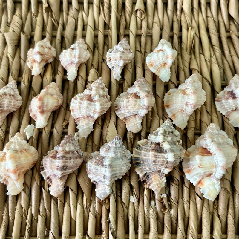 Murex Shell - Etsy