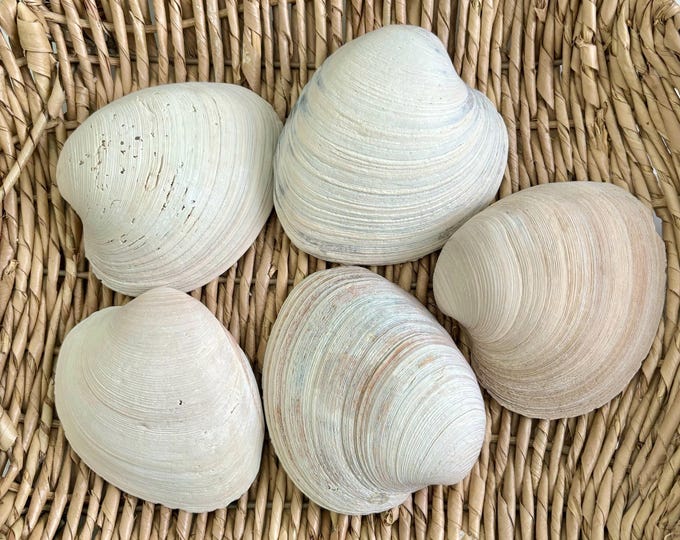 5 Big Quahog Clam Shells, Sea Shells, Florida Sea Shells, Sanibel Sea ...