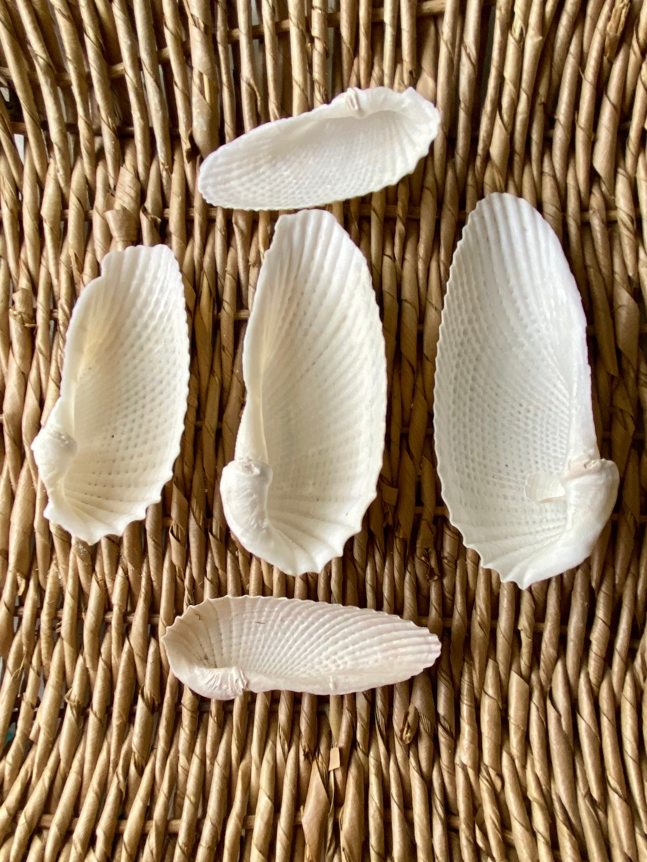 5 Angel Wing Shells, Sanibel Shells, Florida Shells - Etsy