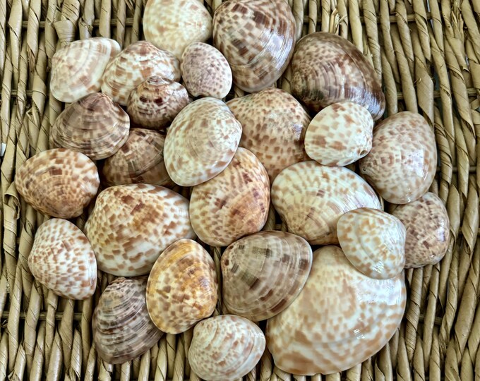 25 Calico Clam Shells, Sea Shells, Florida Sea Shells, Sanibel Sea ...