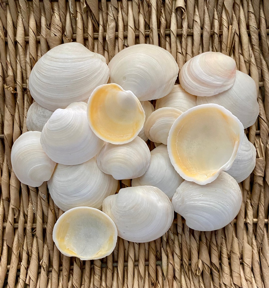 20 Buttercup Lucine Shells, Sea Shells, Florida Sea Shells, Sanibel Sea ...