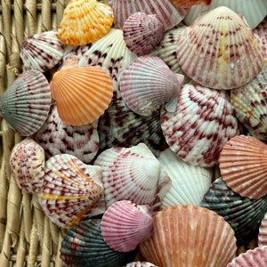 25+ Scallop Sea Shells, Florida Scallops, Sanibel Scallop Shells ...
