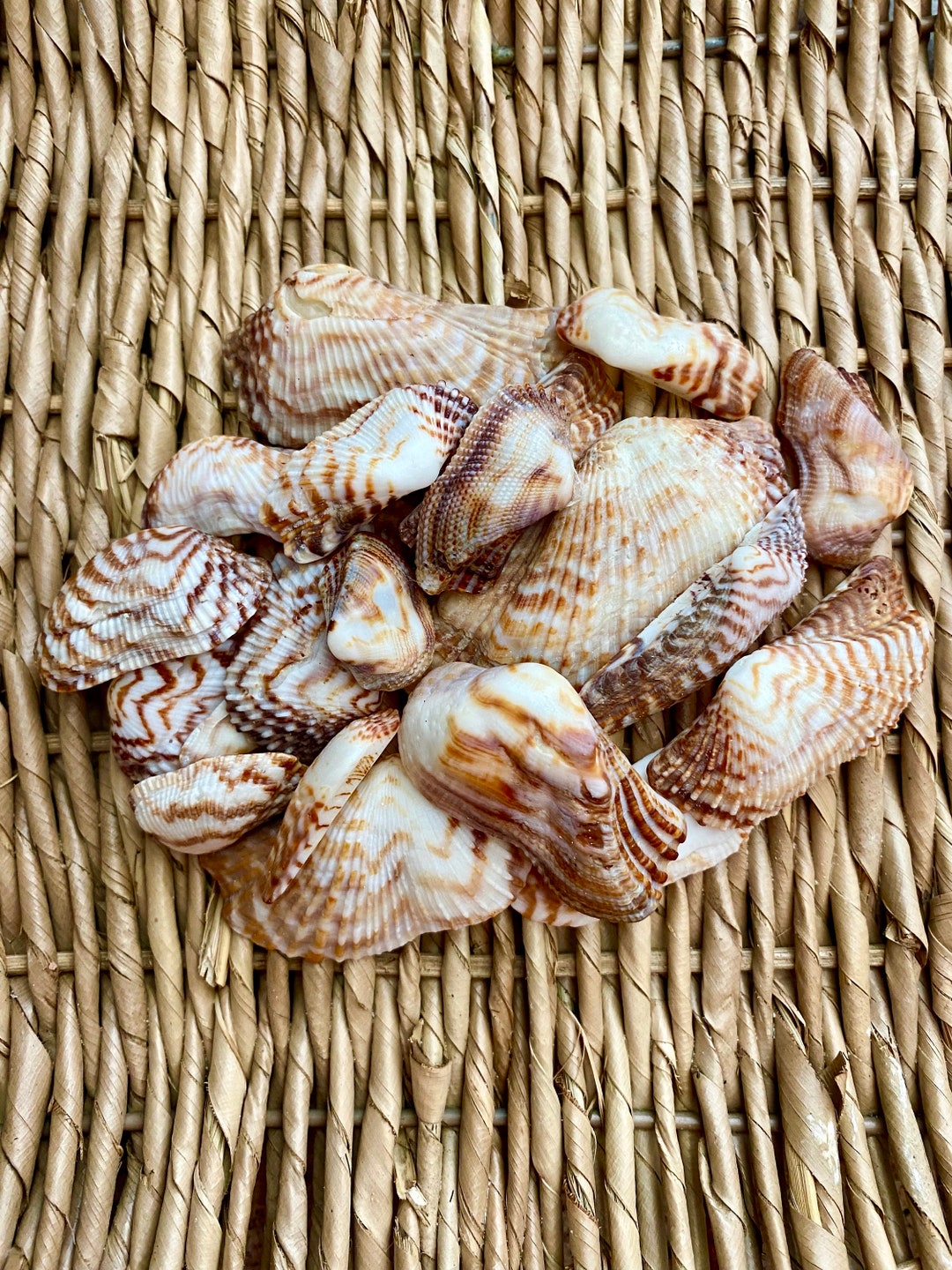 Turkey Wing Shells, Mossy Ark Shells, Florida Shells, Sanibel Shells - Etsy