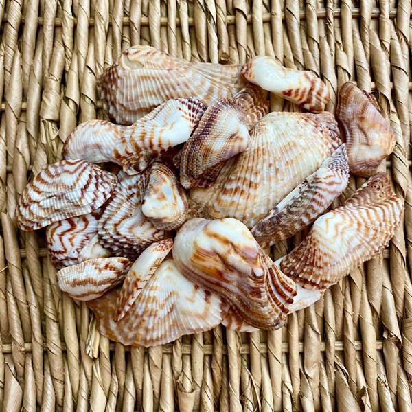 Turkey Wing Shells - Etsy