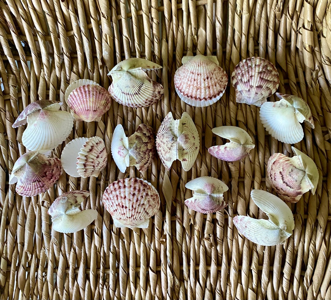 Scallop Shell Pairs, Sanibel Shells, Florida Shells, Sea Shell Pairs - Etsy