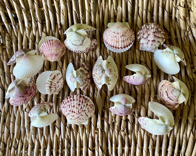 Scallop Shell Pairs, Sanibel Shells, Florida Shells, Sea Shell Pairs - Etsy