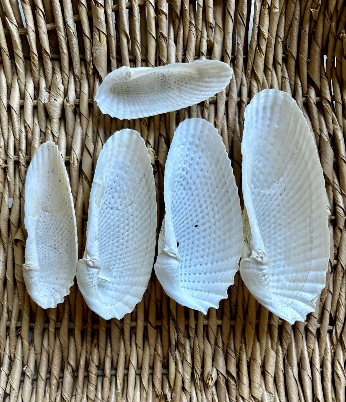 5 Angel Wing Shells, Sanibel Shells, Florida Shells, Craft Shells - Etsy