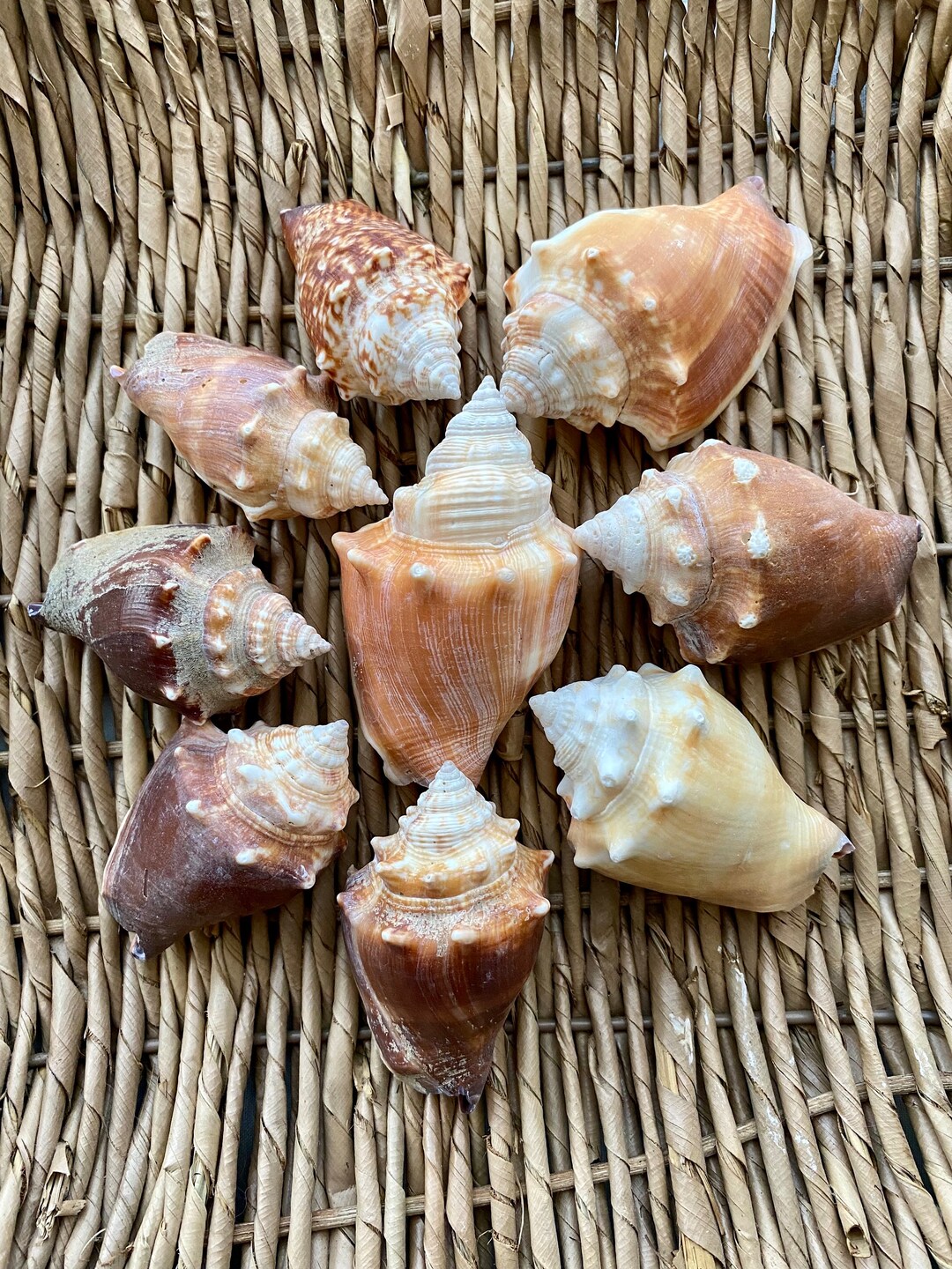 10 Florida Fighting Conch Shells Sea Shells Florida Sea - Etsy