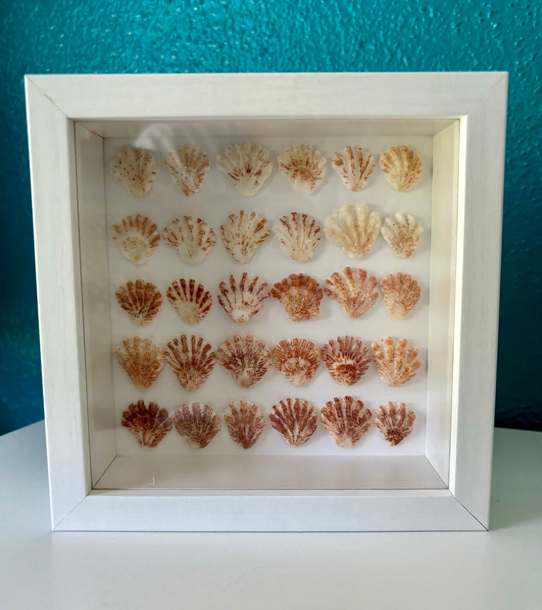 Framed Kitten Paw Shells, Sanibel Seashells, Florida Seashells - Etsy
