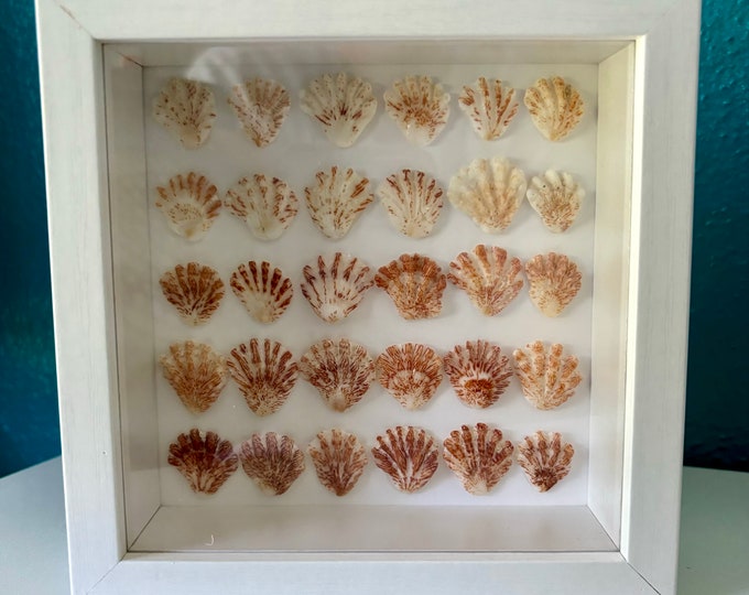 Framed Kitten Paw Shells, Sanibel Seashells, Florida Seashells - Etsy