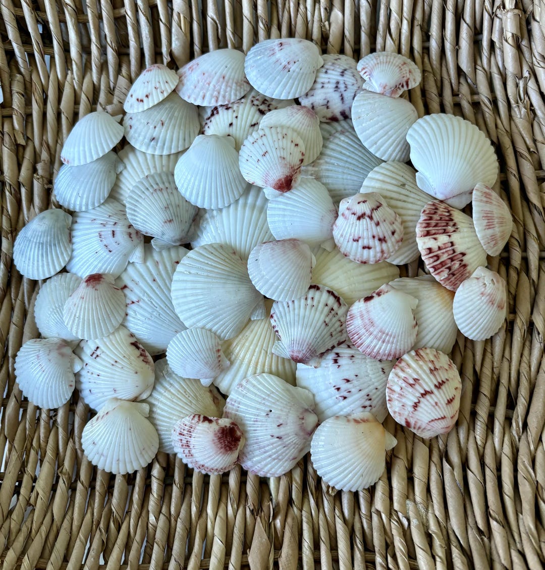 40 White Scallop Shells, Sanibel Scallop Shells, Florida Scallop Shells ...