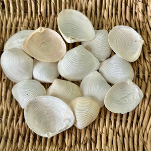 15 Channeled Duckclam Shells, Sea Shells, Florida Sea Shells, Sanibel ...