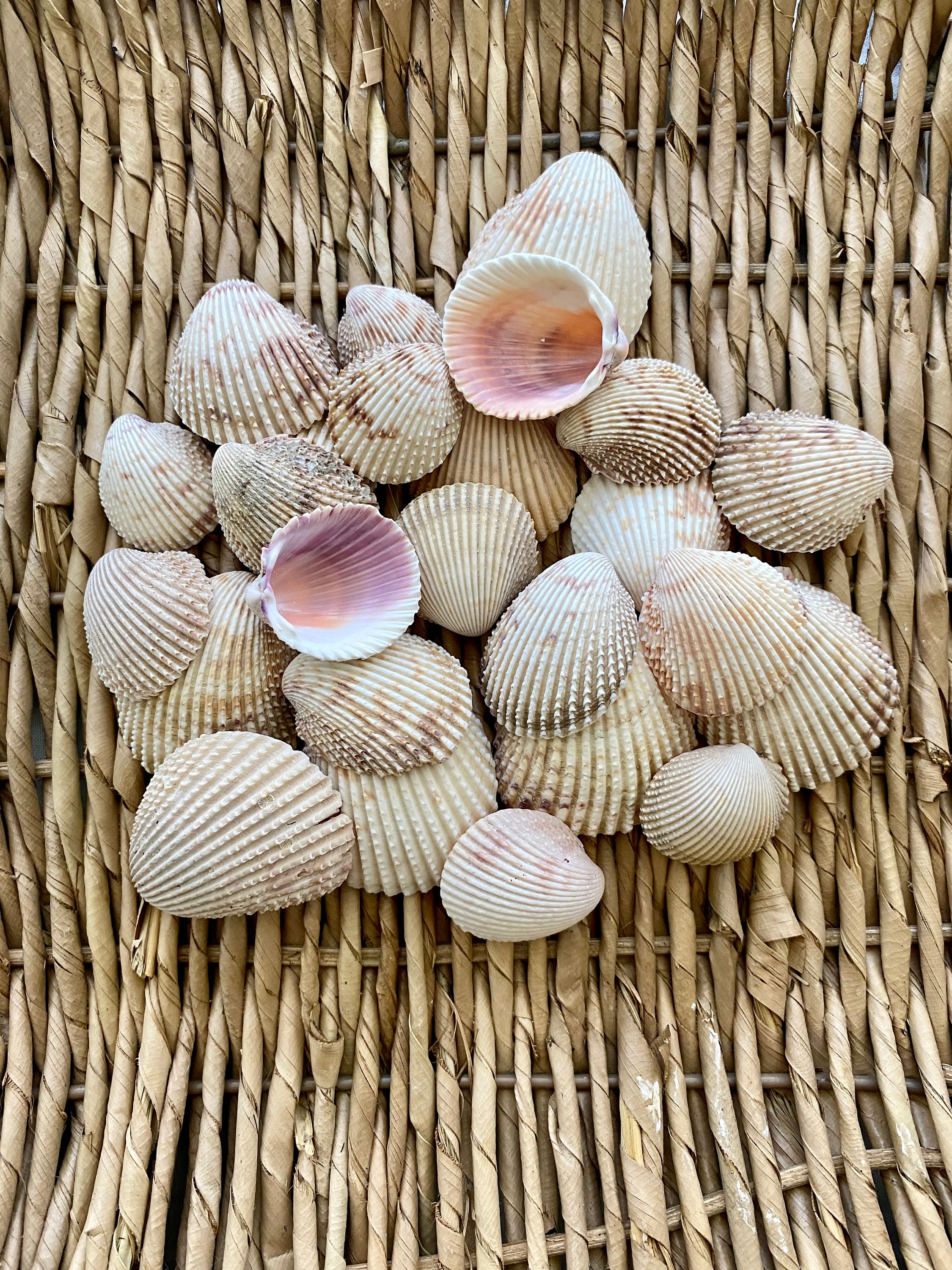 10 Cockle Sea Shells Florida Cockle Sea Shells Sea Shells - Etsy