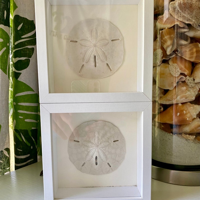 Sand Dollar Art - Etsy