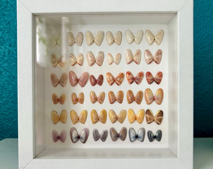 Framed Coquina Shells, Sanibel Seashells, Florida Seashells - Etsy