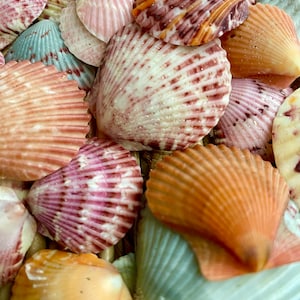 25+ Scallop Sea Shells, Florida Scallops, Sanibel Scallop Shells ...