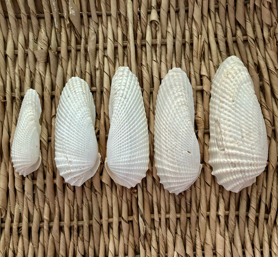 5 Angel Wing Shells, Sanibel Shells, Florida Shells - Etsy