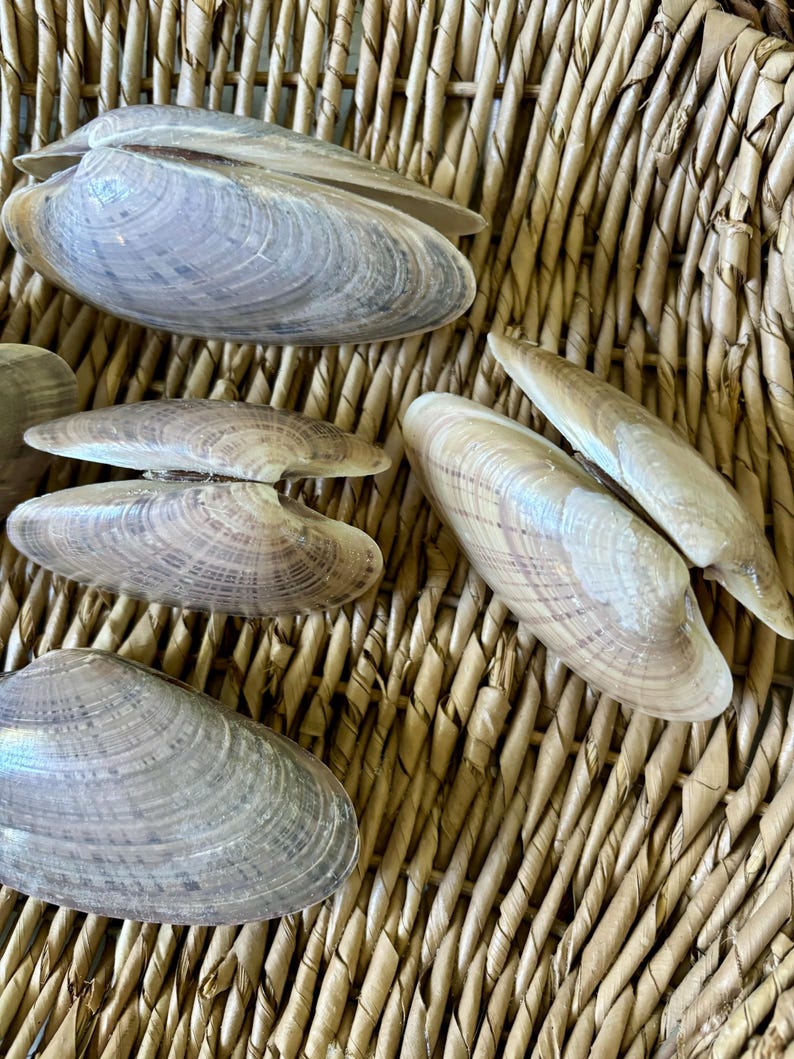 5 Sunray Venus Clam Shell Pairs, Sanibel Shells, Florida Shells, Craft ...