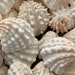 Spiny Jewel Box Sea Shells, Jewel Box Shells, Sanibel Sea Shells ...