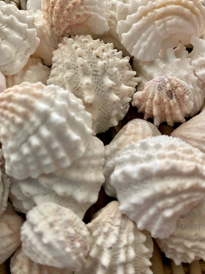 Spiny Jewel Box Sea Shells Jewel Box Shells Sanibel Sea - Etsy