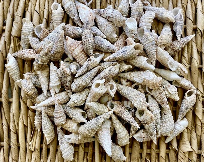 15 Dark Cerith Shells, Sea Shells, Sanibel Sea Shells, Florida Sea ...