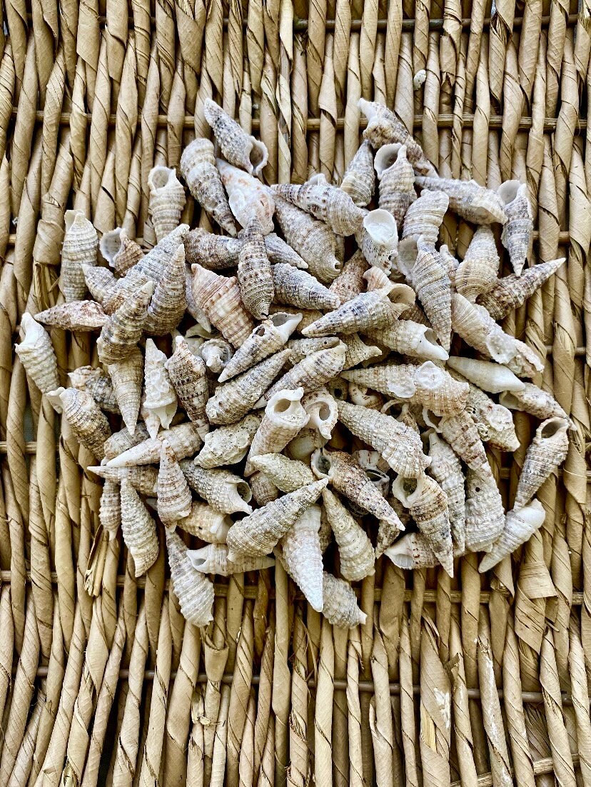 15 Dark Cerith Shells Sea Shells Sanibel Sea Shells - Etsy